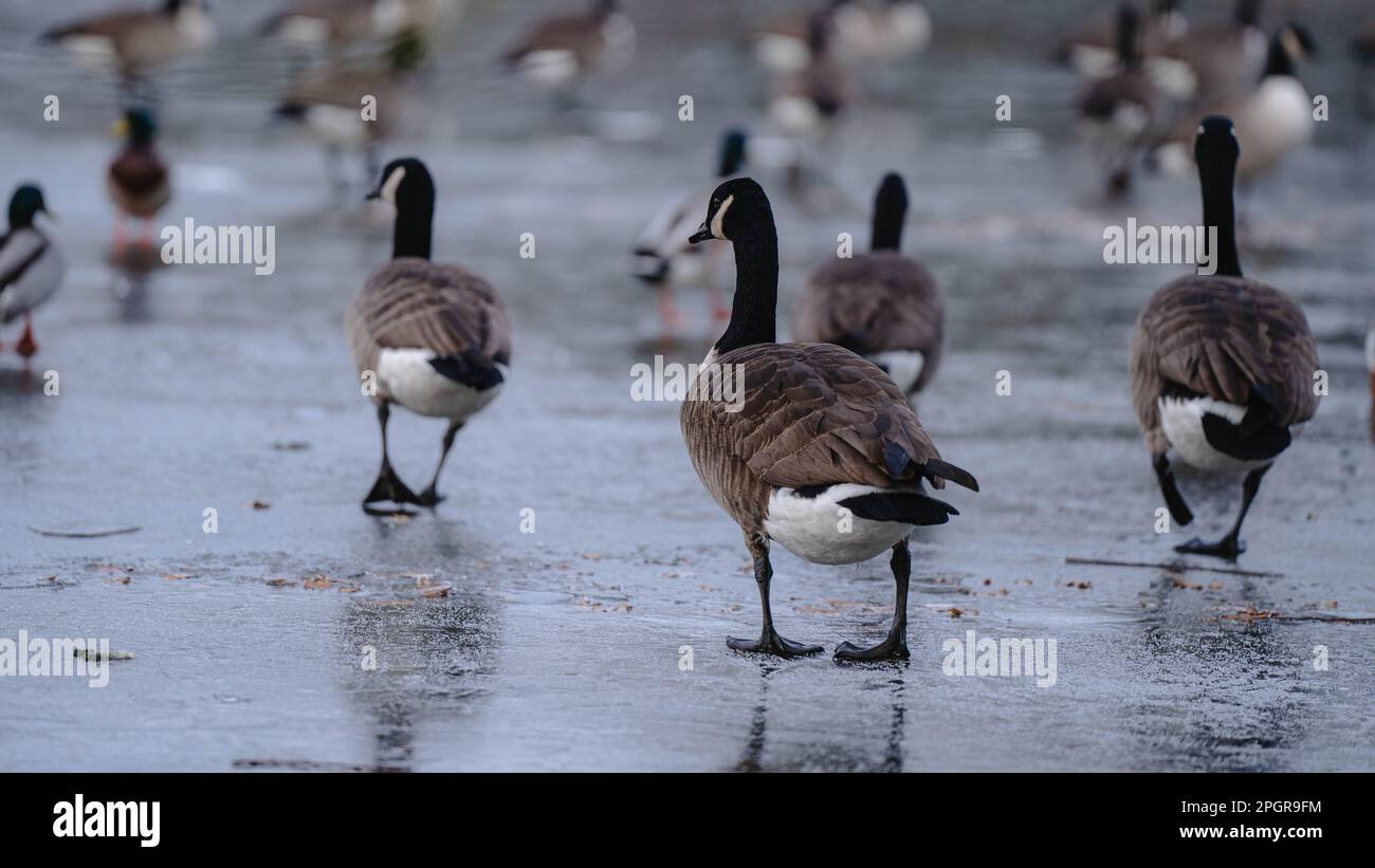 Ducks waddling hi-res stock photography and images - Alamy