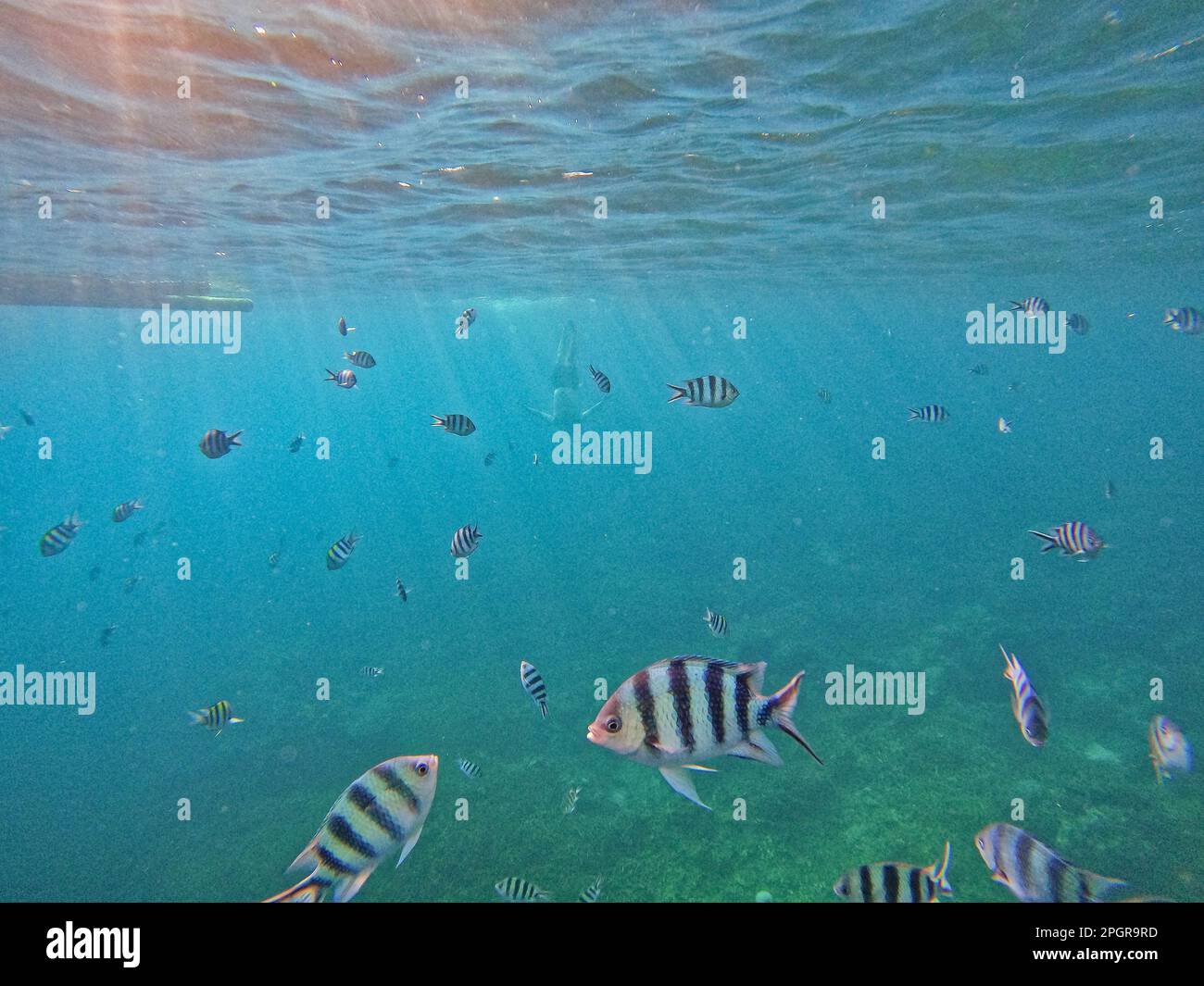 A fish swarm aud black white fish El Nido, Palawan in the Philippines ...