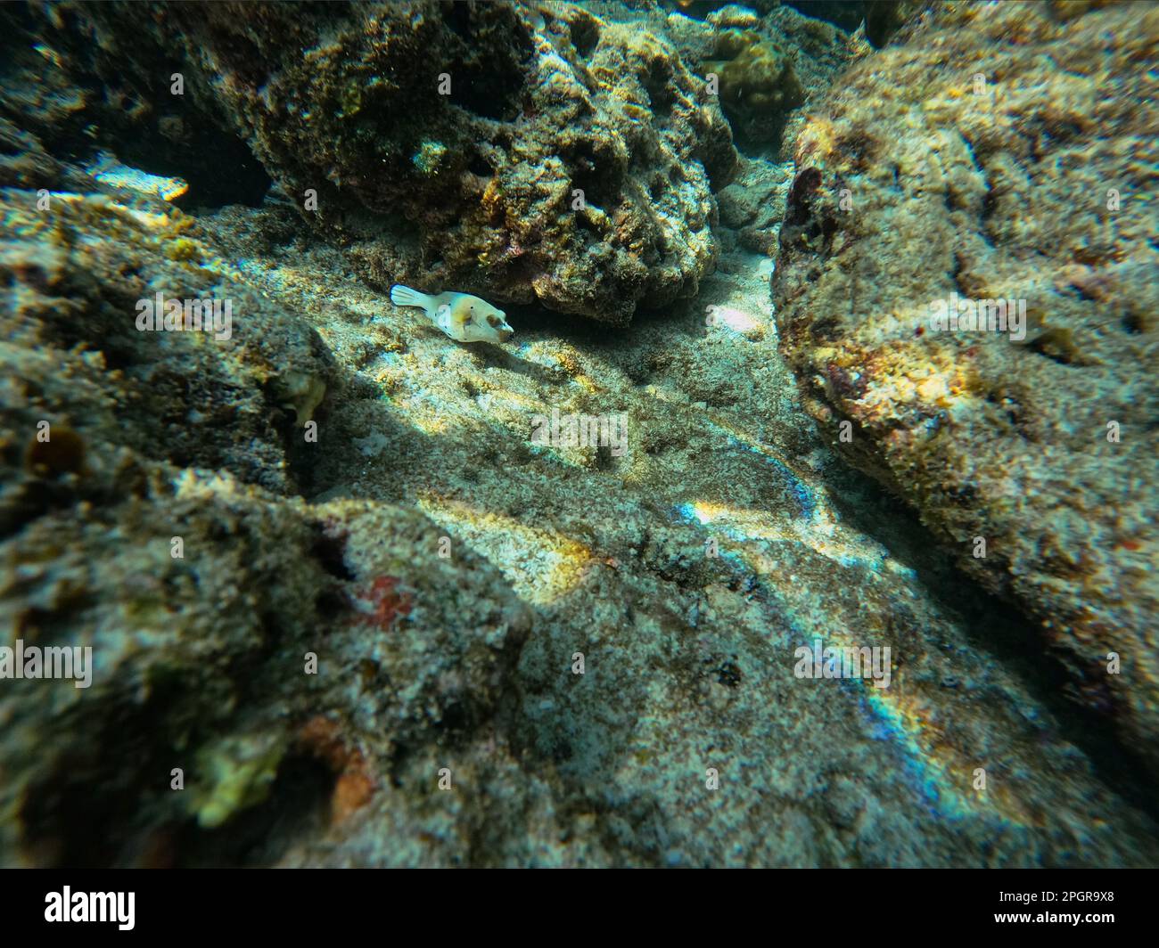 A puffer fish in El Nido, Palawan in the Philippines, surrounded by ...