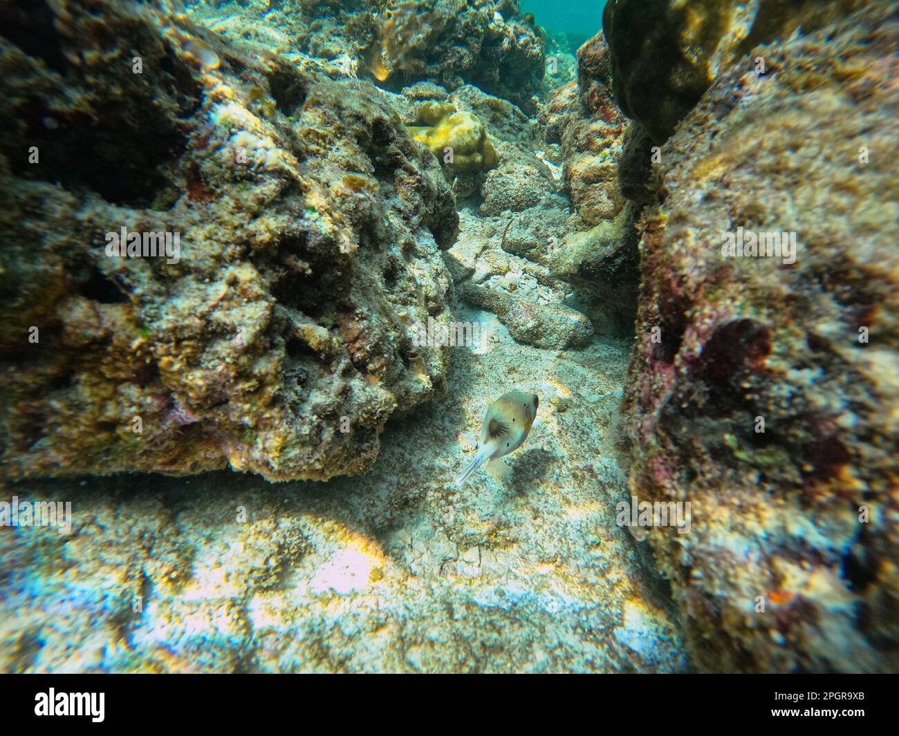 A puffer fish in El Nido, Palawan in the Philippines, surrounded by ...