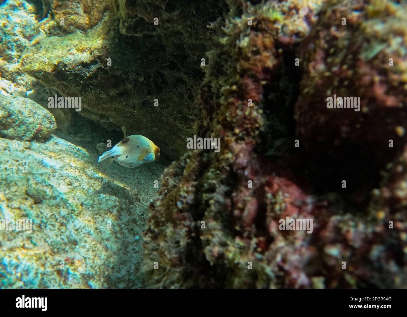 A puffer fish in El Nido, Palawan in the Philippines, surrounded by ...
