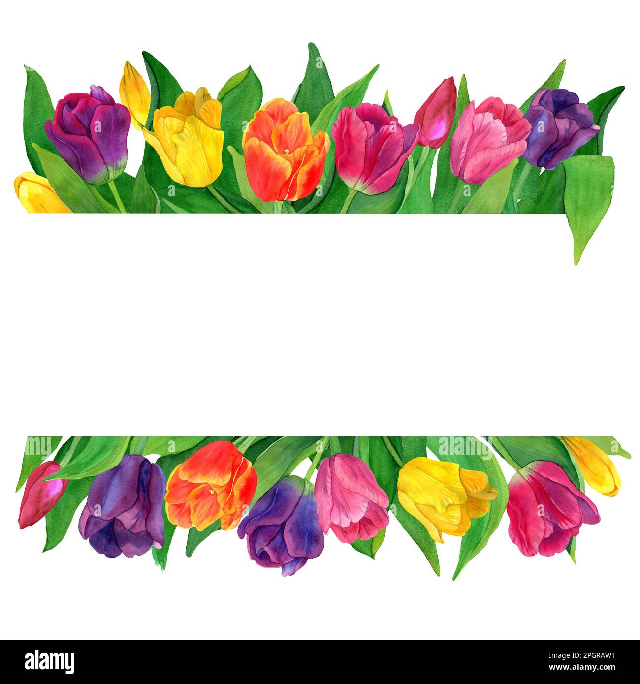 Watercolor hand drawn frame of yellow, pink, purple tulips. Bright ...