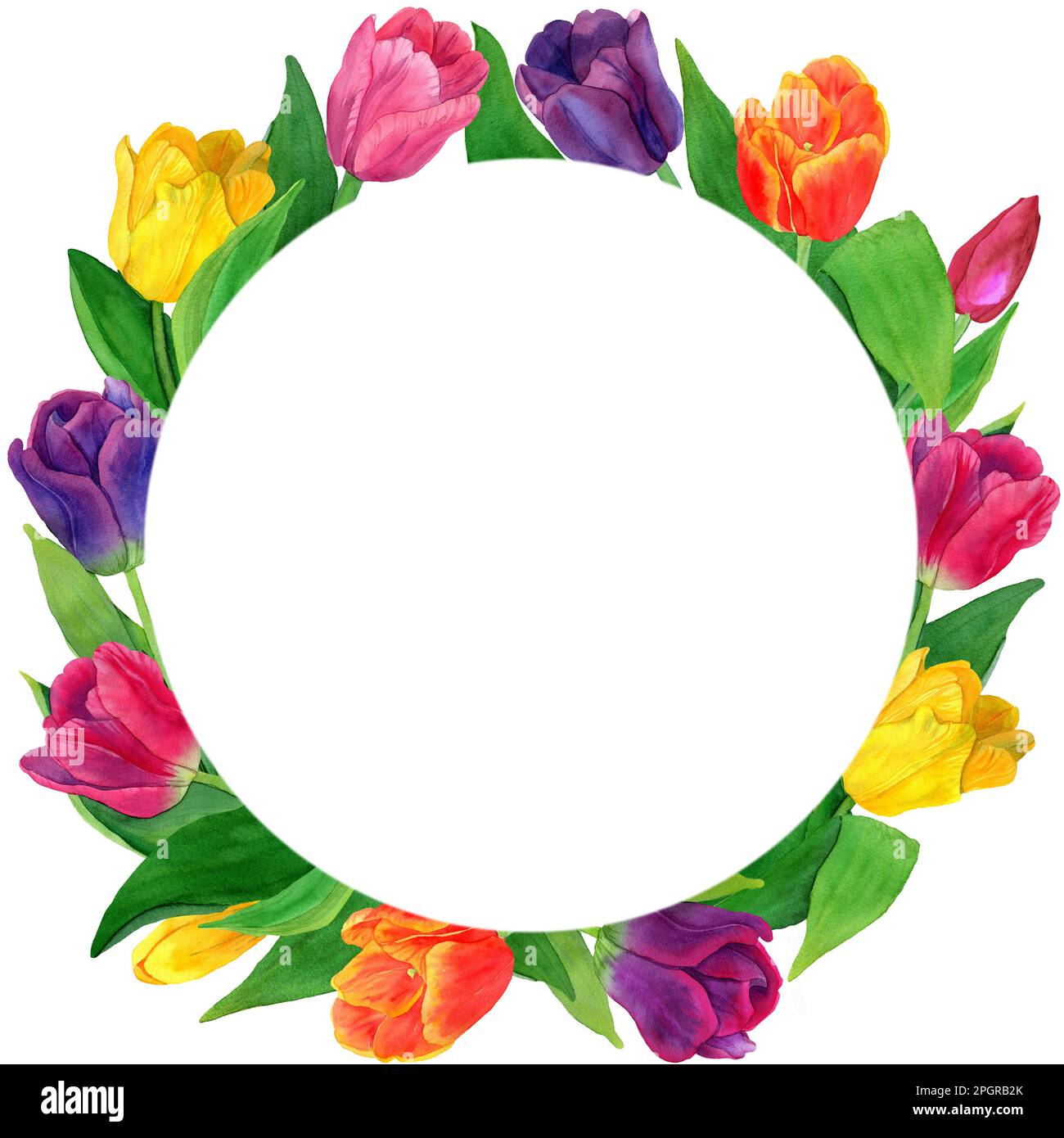Watercolor hand drawn round frame of yellow, pink, purple tulips ...