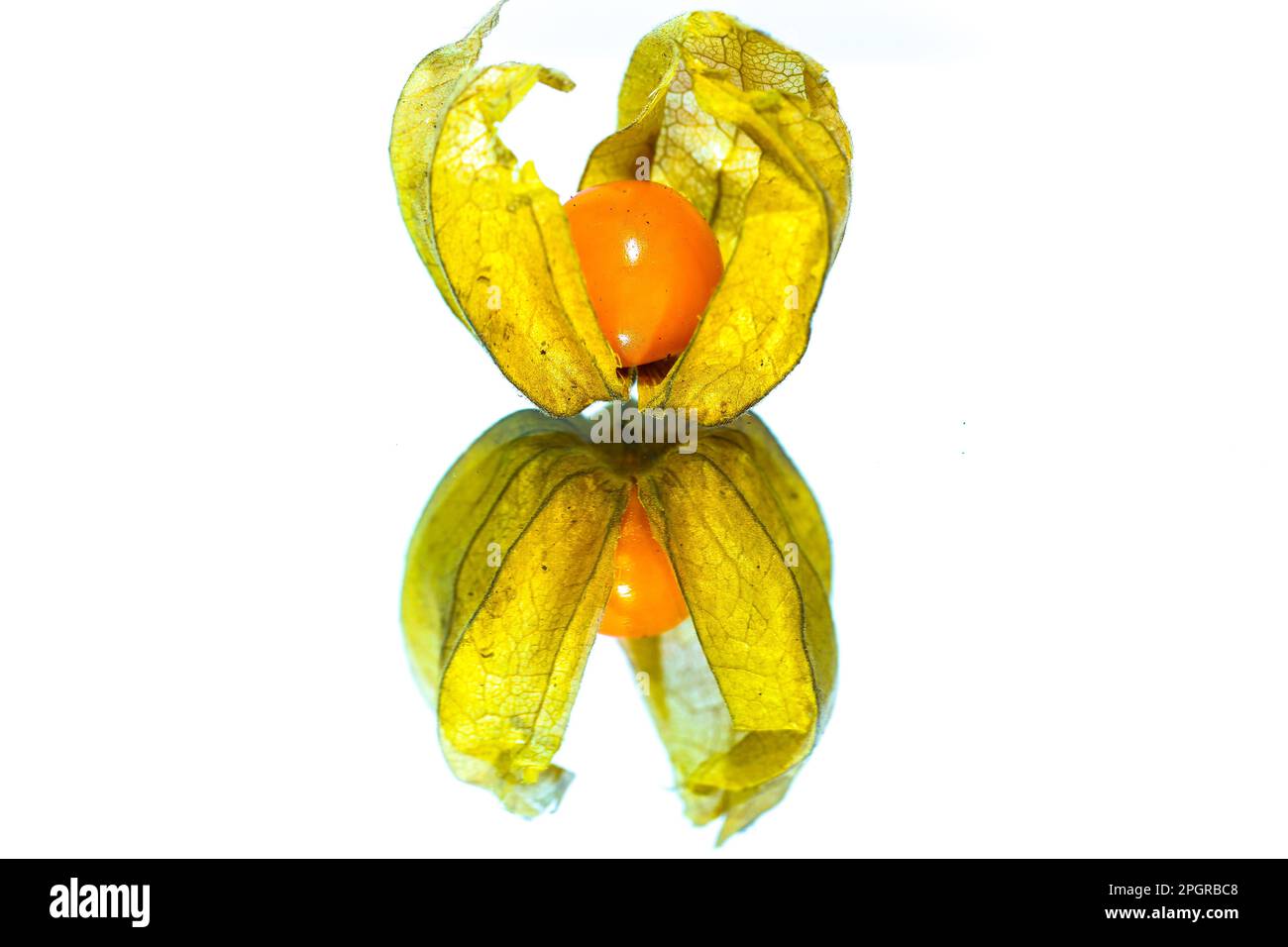 Alone on white hi-res stock photography and images - Alamy