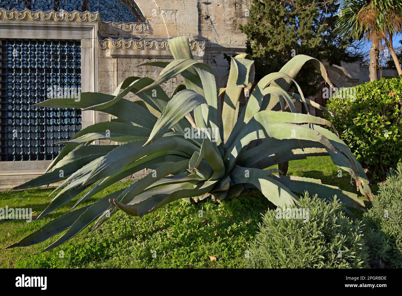 A giant Aloe Vera plant outside the Hagia Sophia, Istanbul, Turkey ...
