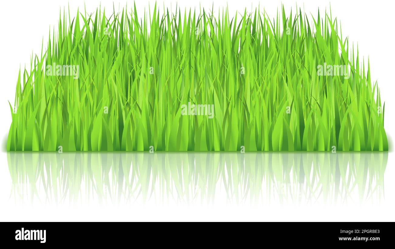 Green grass on white background, vector eps10 illustration Stock Vector ...