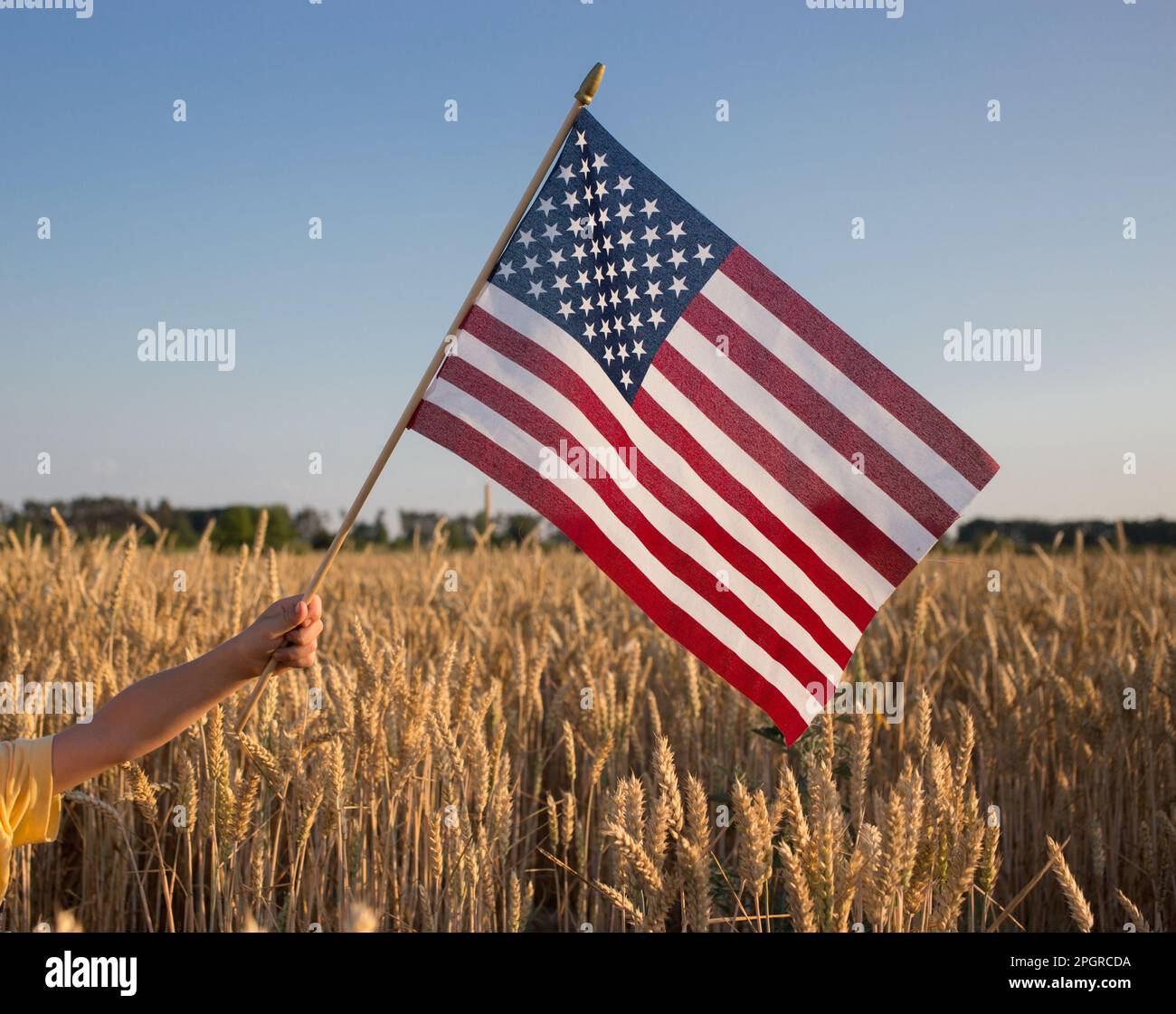 American flag in a wheat field illuminated by sunlight. agricultural ...
