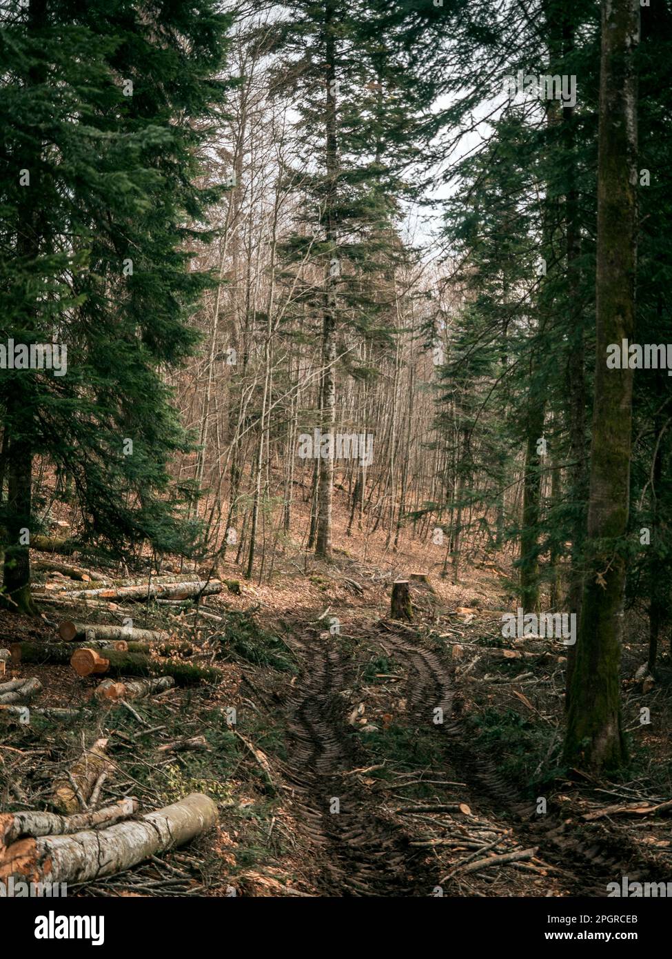 Logging tracks through a forest and cut down trees, trunks and stumps ...