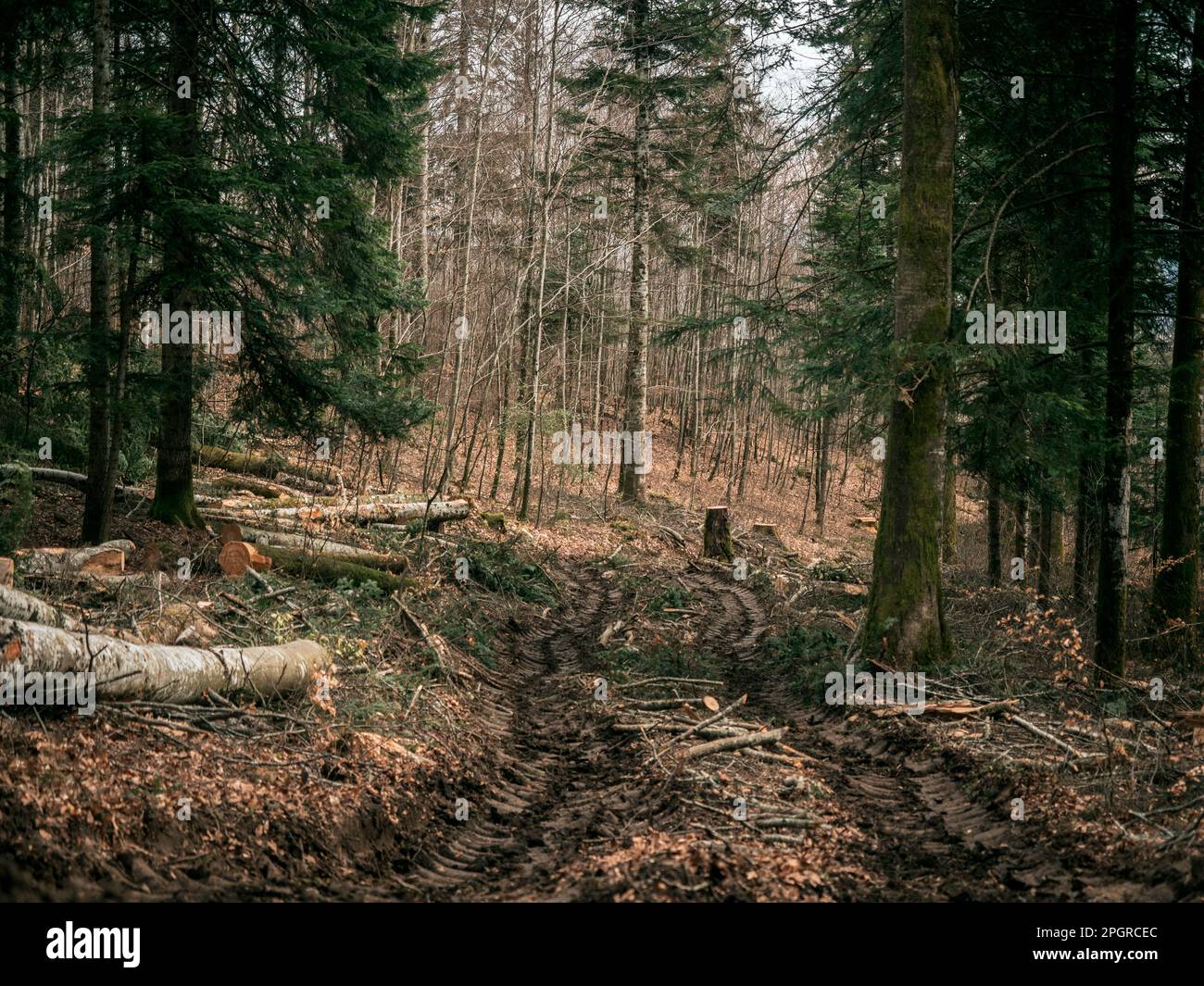 Logging tracks through a forest and cut down trees, trunks and stumps ...