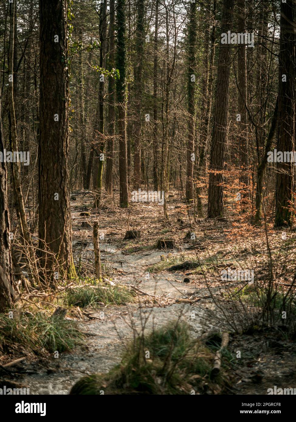 Alpine reforestation hi-res stock photography and images - Alamy