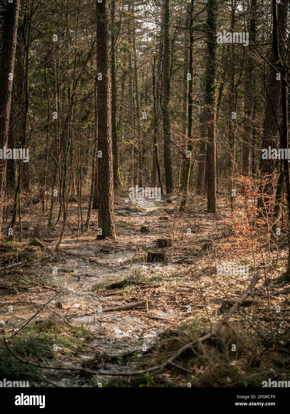 Alpine reforestation hi-res stock photography and images - Alamy