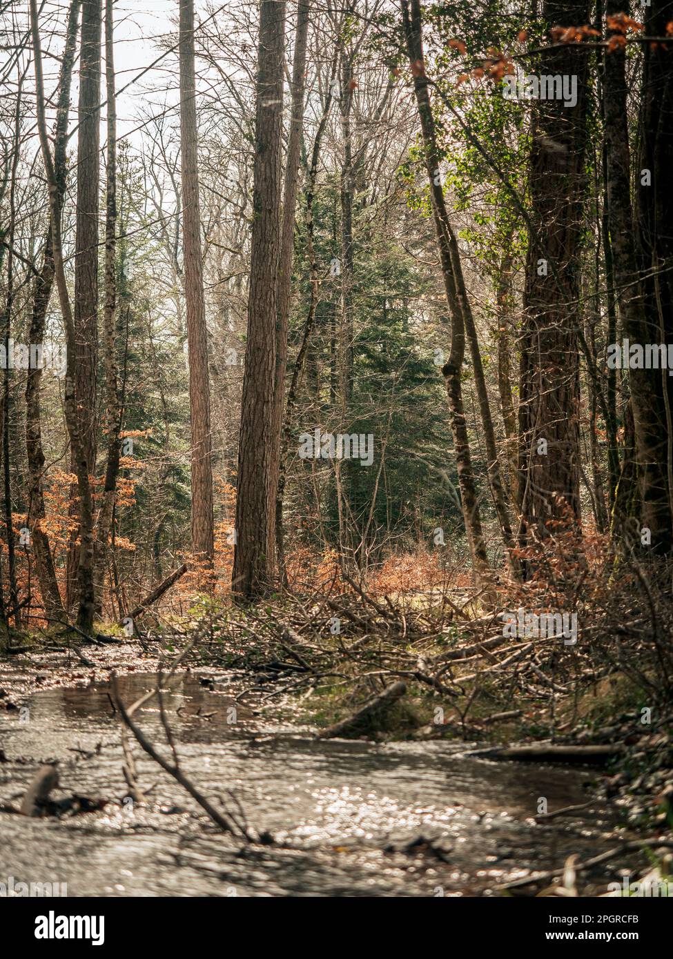 Alpine reforestation hi-res stock photography and images - Alamy