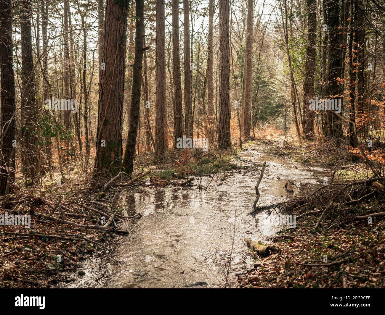 Alpine reforestation hi-res stock photography and images - Alamy