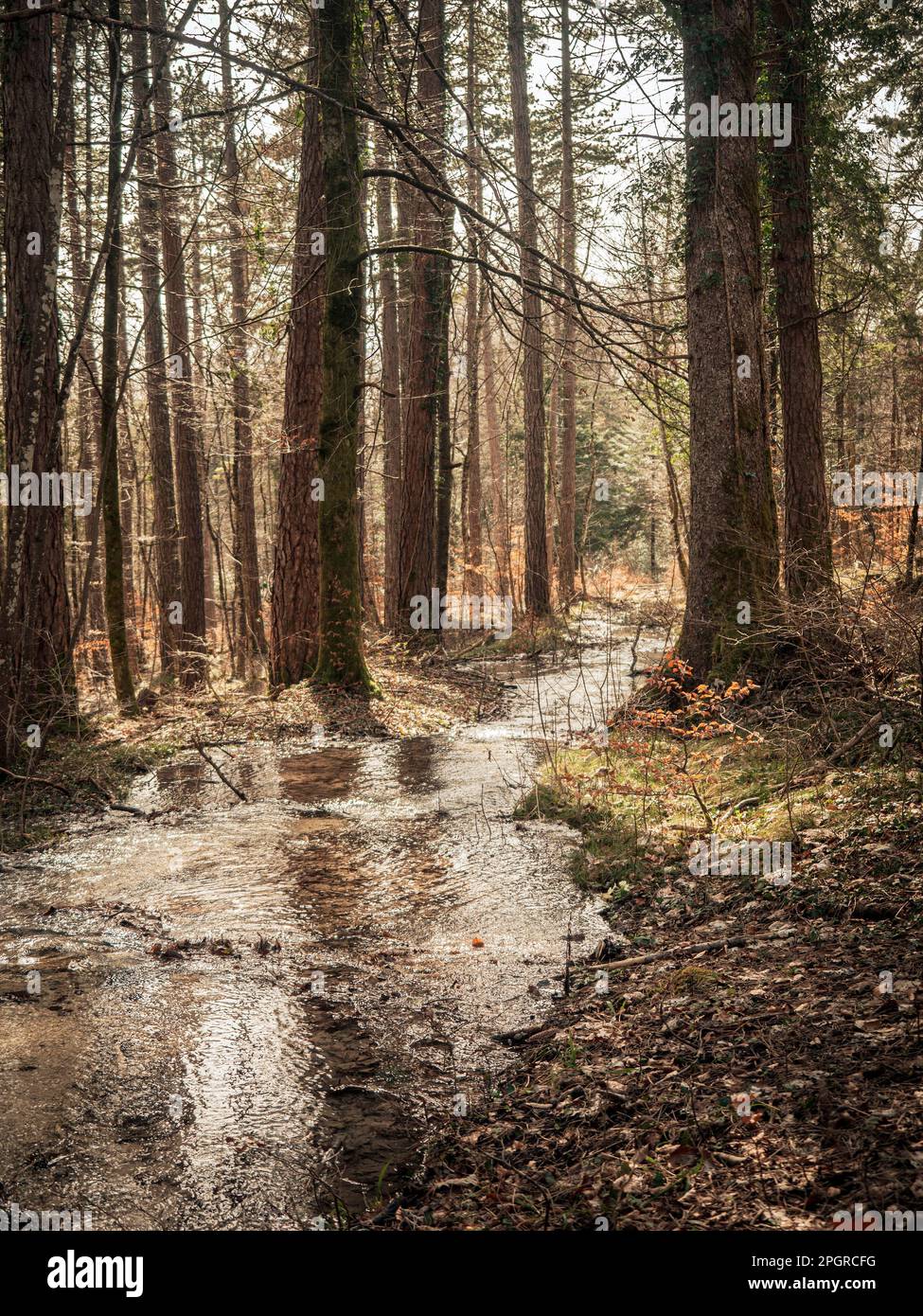 Alpine reforestation hi-res stock photography and images - Alamy
