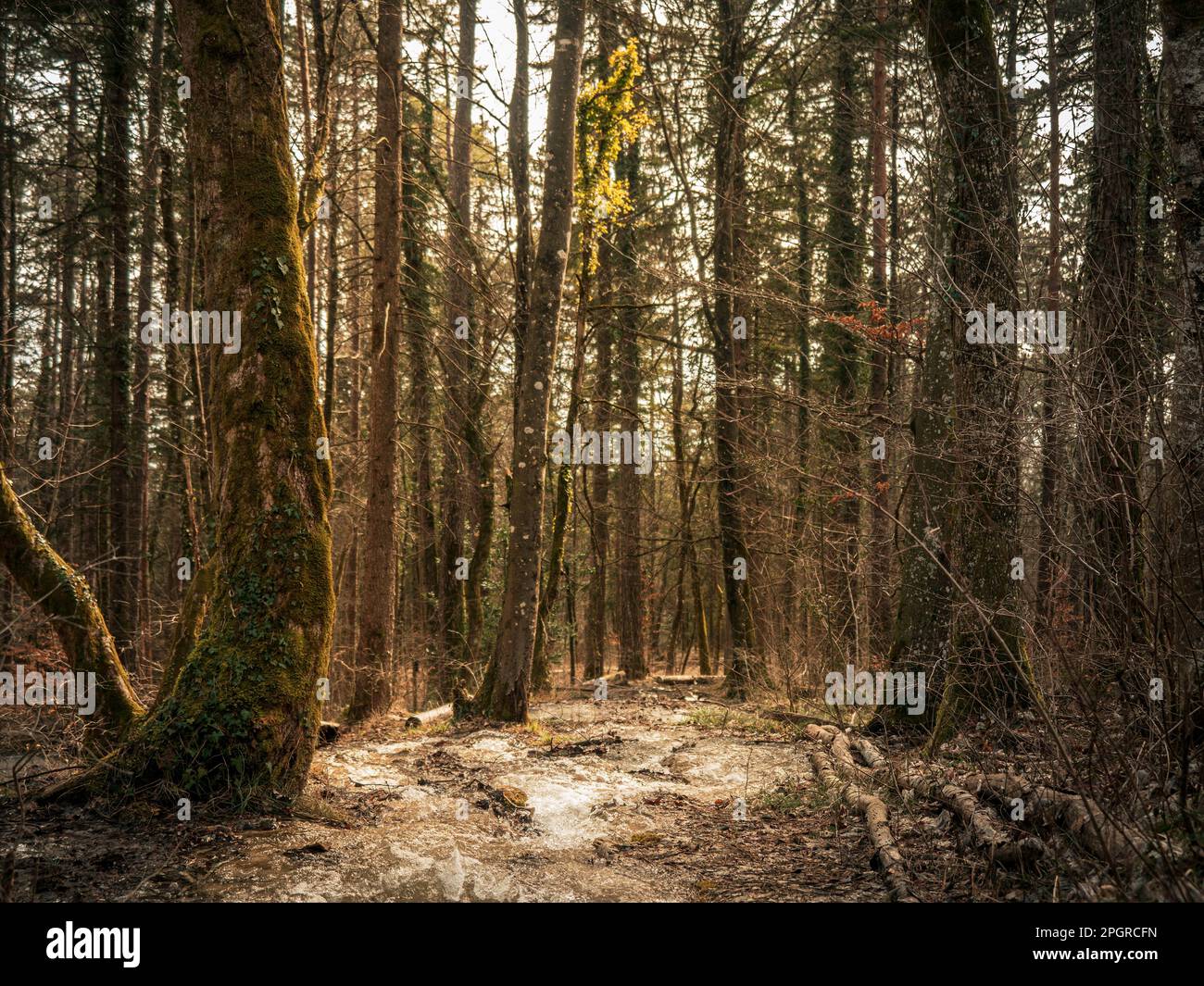 Alpine reforestation hi-res stock photography and images - Alamy