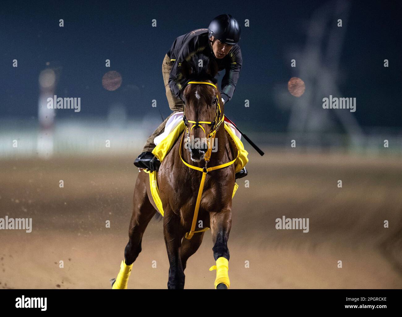 Japan's Dubai World Cup hopeful Ushba Tesoro gallops in the morning ...