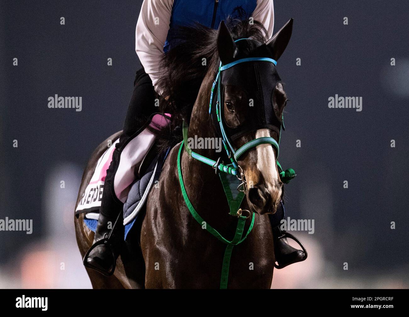 Japan's UAE Derby hopeful Dura Erede exercises in the morning track ...