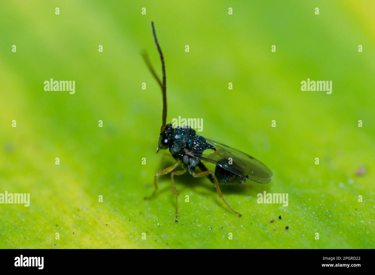 Parasite bali indonesia hi-res stock photography and images - Alamy