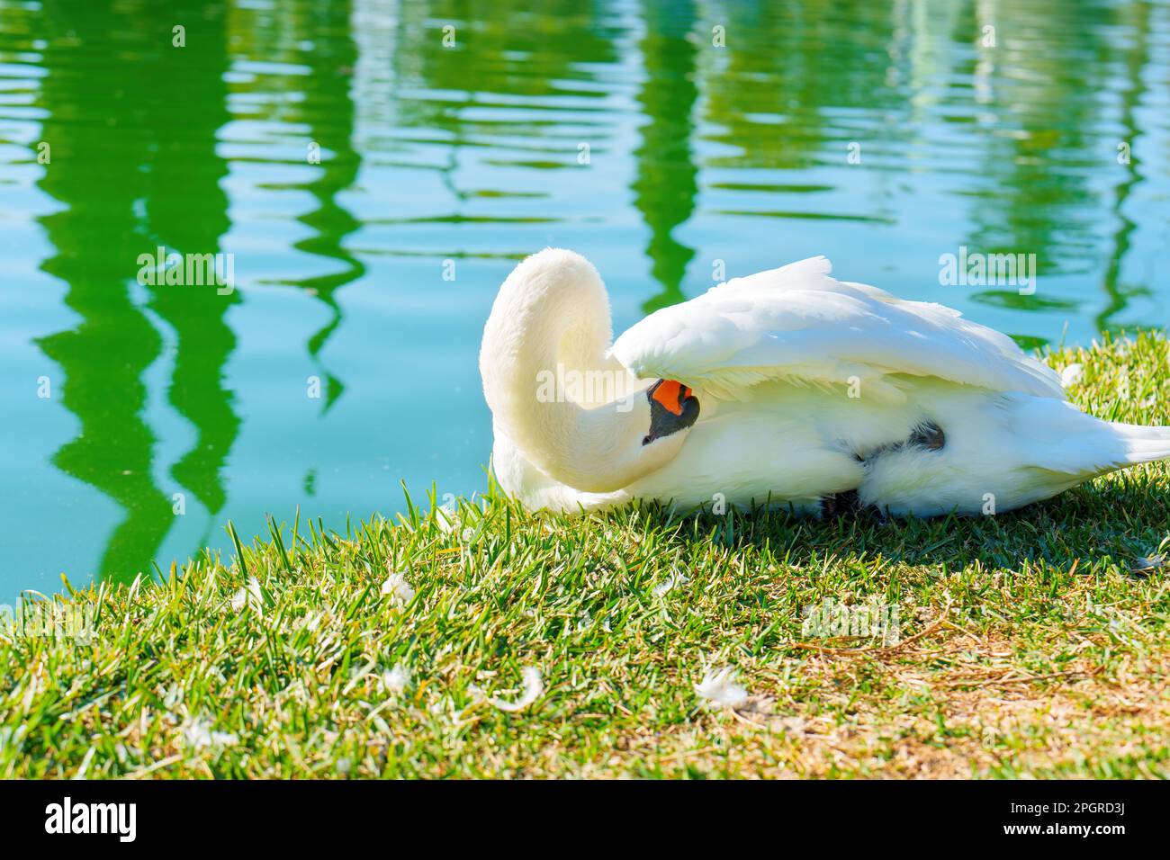 White swan meticulously preens its feathers by the green water pond to ...