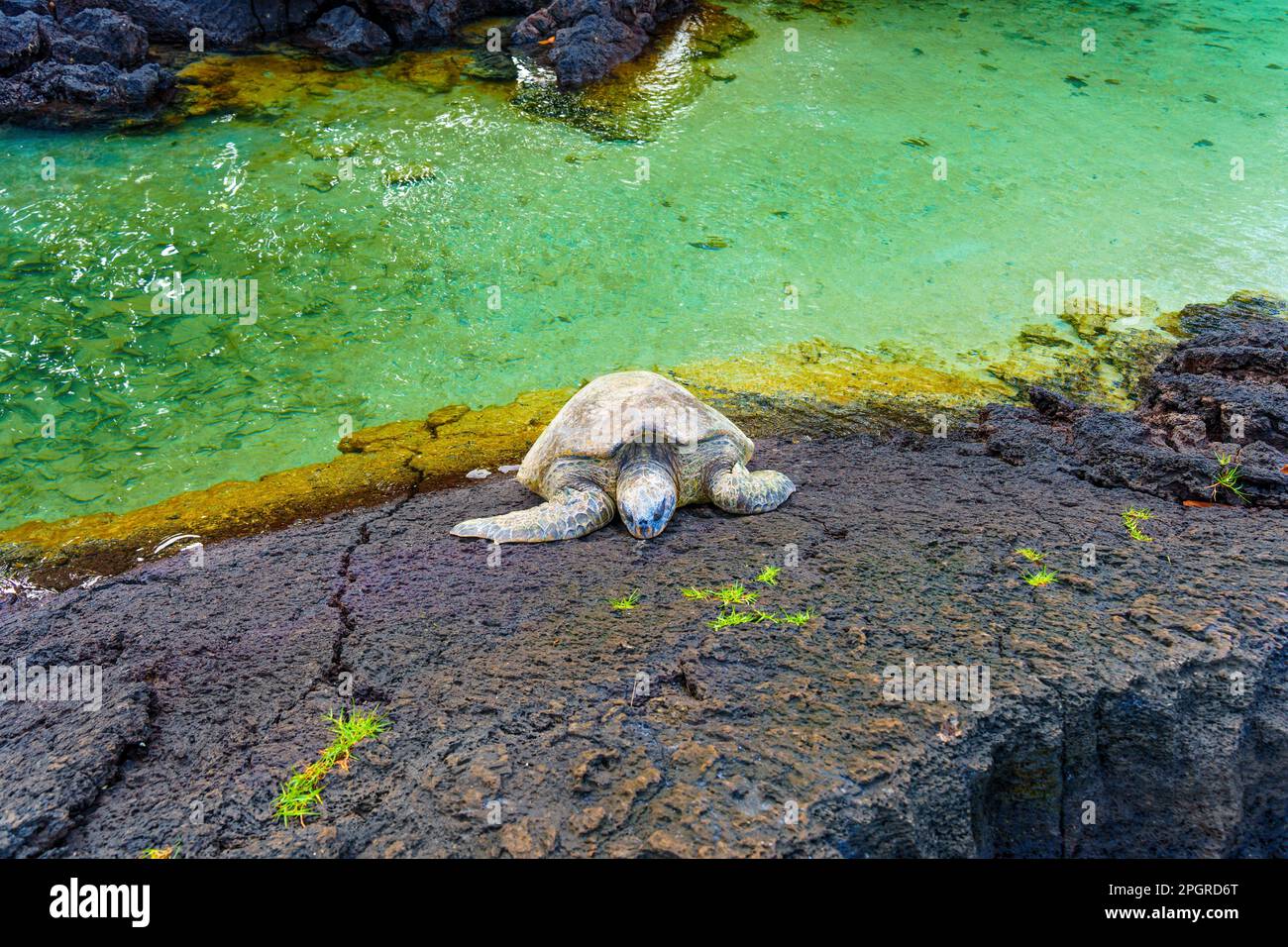 A majestic Green Sea Turtle resting on the volcanic beach and soaking ...