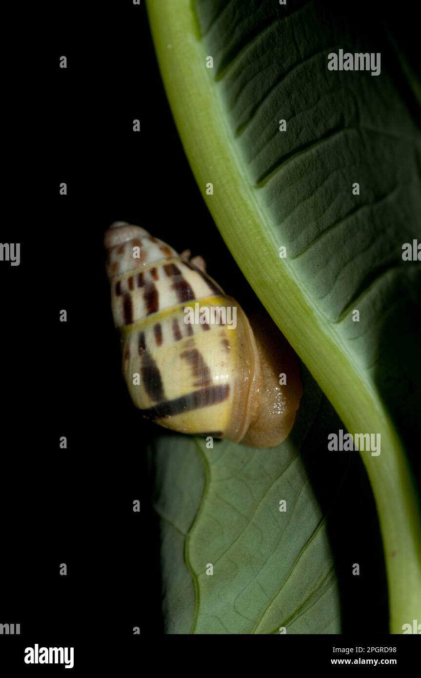 Tree Snail, Amphidromus perversus, on leaf, Klungkung, Bali, Indonesia ...