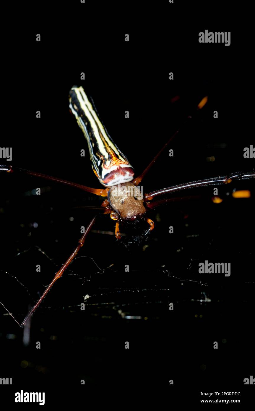 Golden Weaver Spider, Nephila pilipes, on web, Klungkung, Bali ...