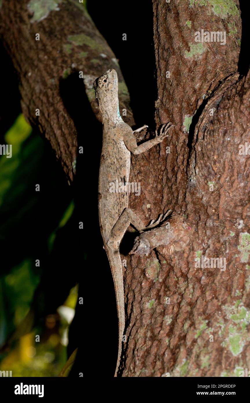 Flying Lizard, Draco volans, on tree, Klungkung, Bali, Indonesia Stock ...