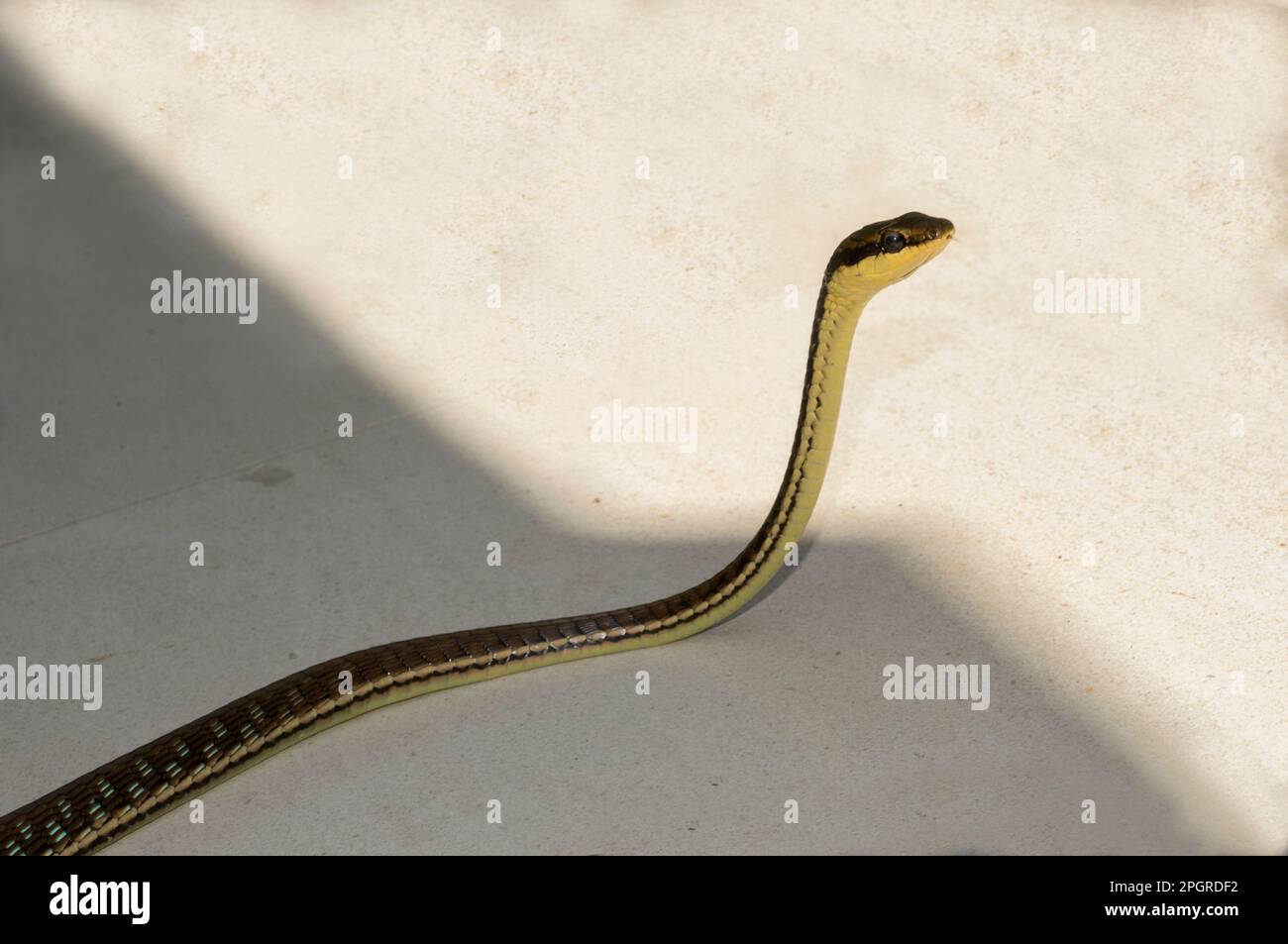 Painted Bronzeback Snake, Dendrelaphis pictus, Klungkung, Bali ...