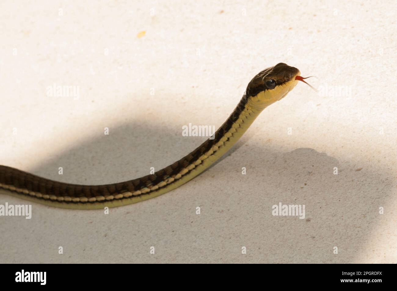 Painted Bronzeback Snake, Dendrelaphis pictus, with tongue out ...