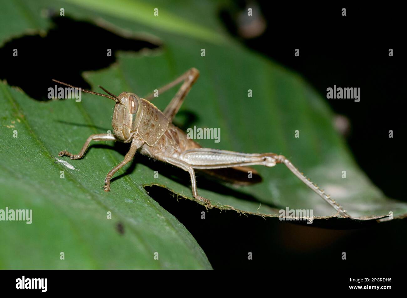 Order ortoptera hi-res stock photography and images - Alamy