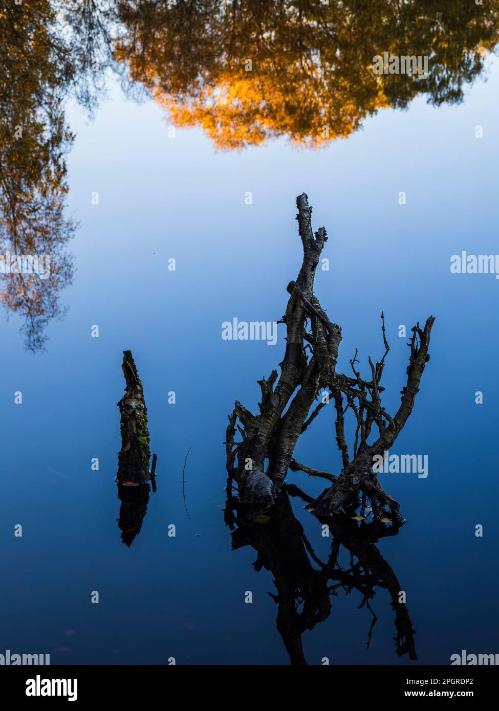 A tranquil lake in Sweden basking in sunlight, its waters overflowing ...