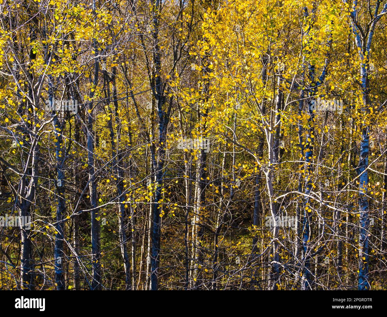A peaceful autumn day in the Swedish woodland, filled with vibrant ...