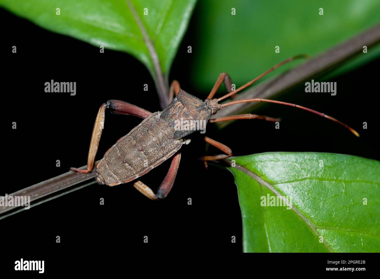 Leaf footed bug coreidae family hi-res stock photography and images - Alamy