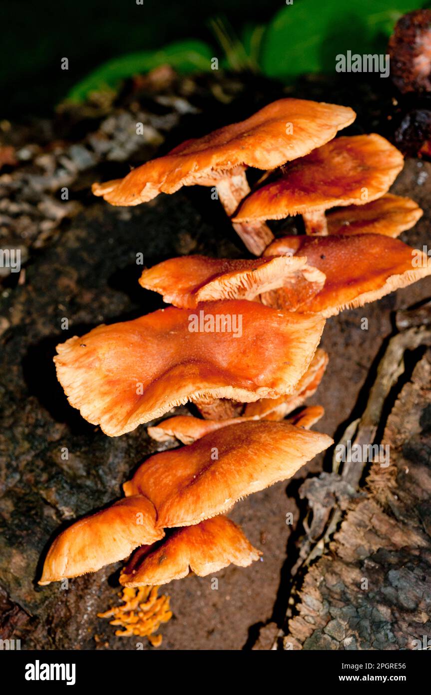 Gymnopilus sp hi-res stock photography and images - Alamy