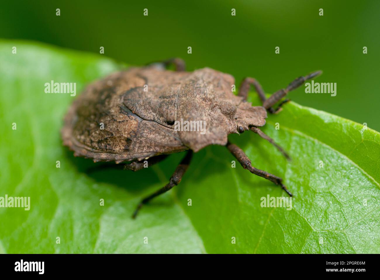 Stink bug pentatomidae sp hi-res stock photography and images - Alamy