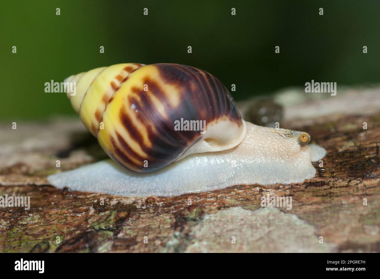 Snail, Amphidromus perversus, on tree trunk, Klungkung, Bali, Indonesia ...