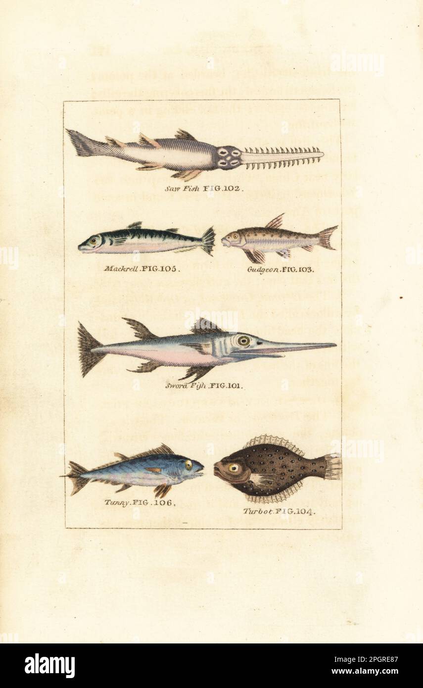 Critically endangered sawfish, Pristis pristis 102, mackerel, Scomber ...