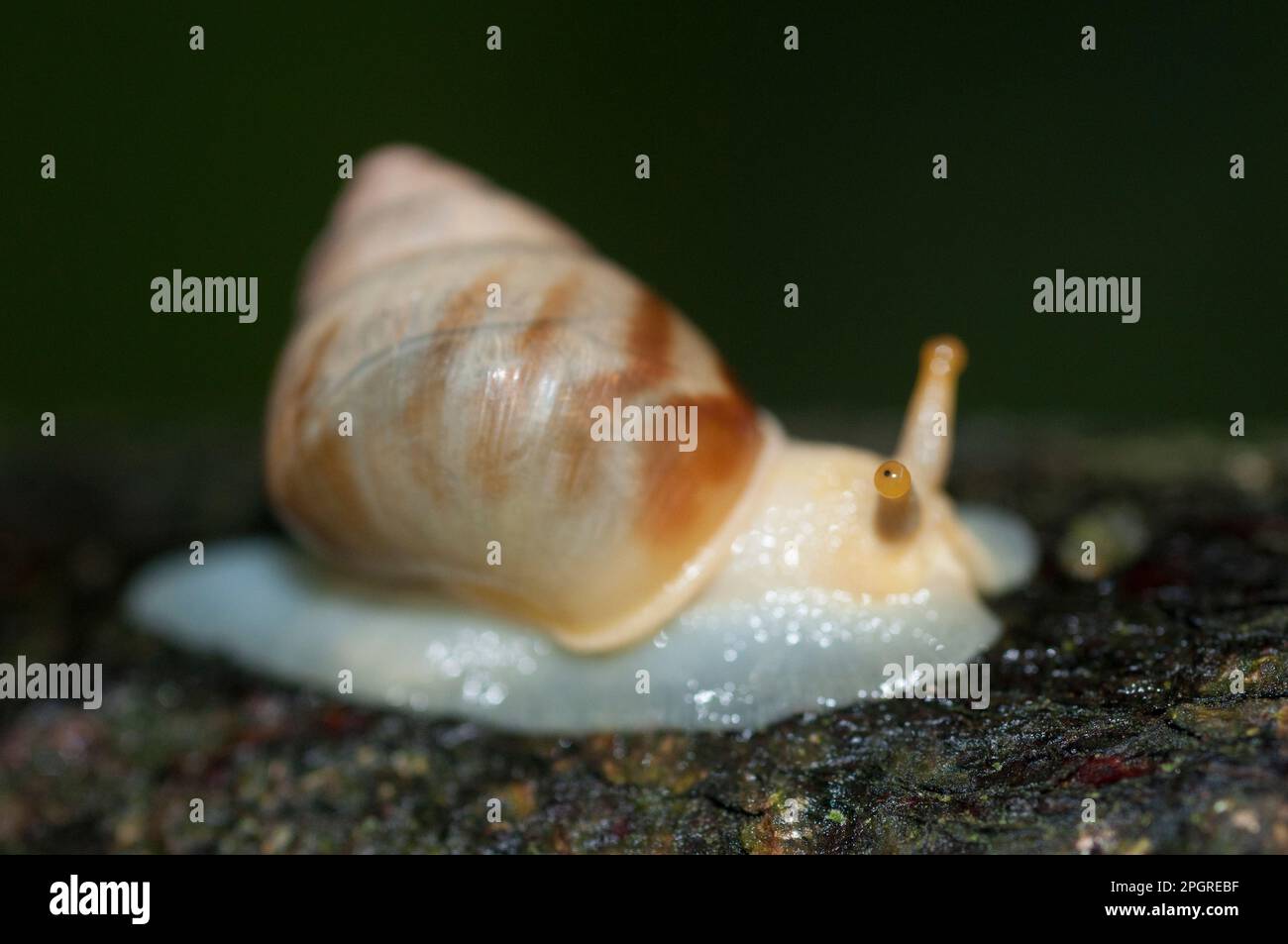 Amphidromus sp hi-res stock photography and images - Alamy