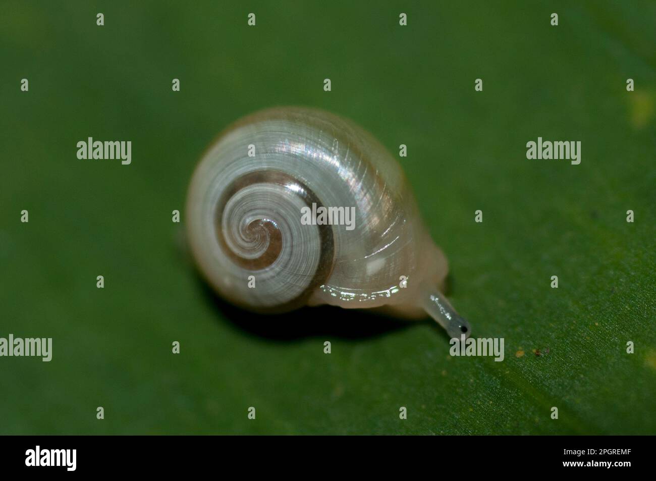 Class gastropoda hi-res stock photography and images - Alamy