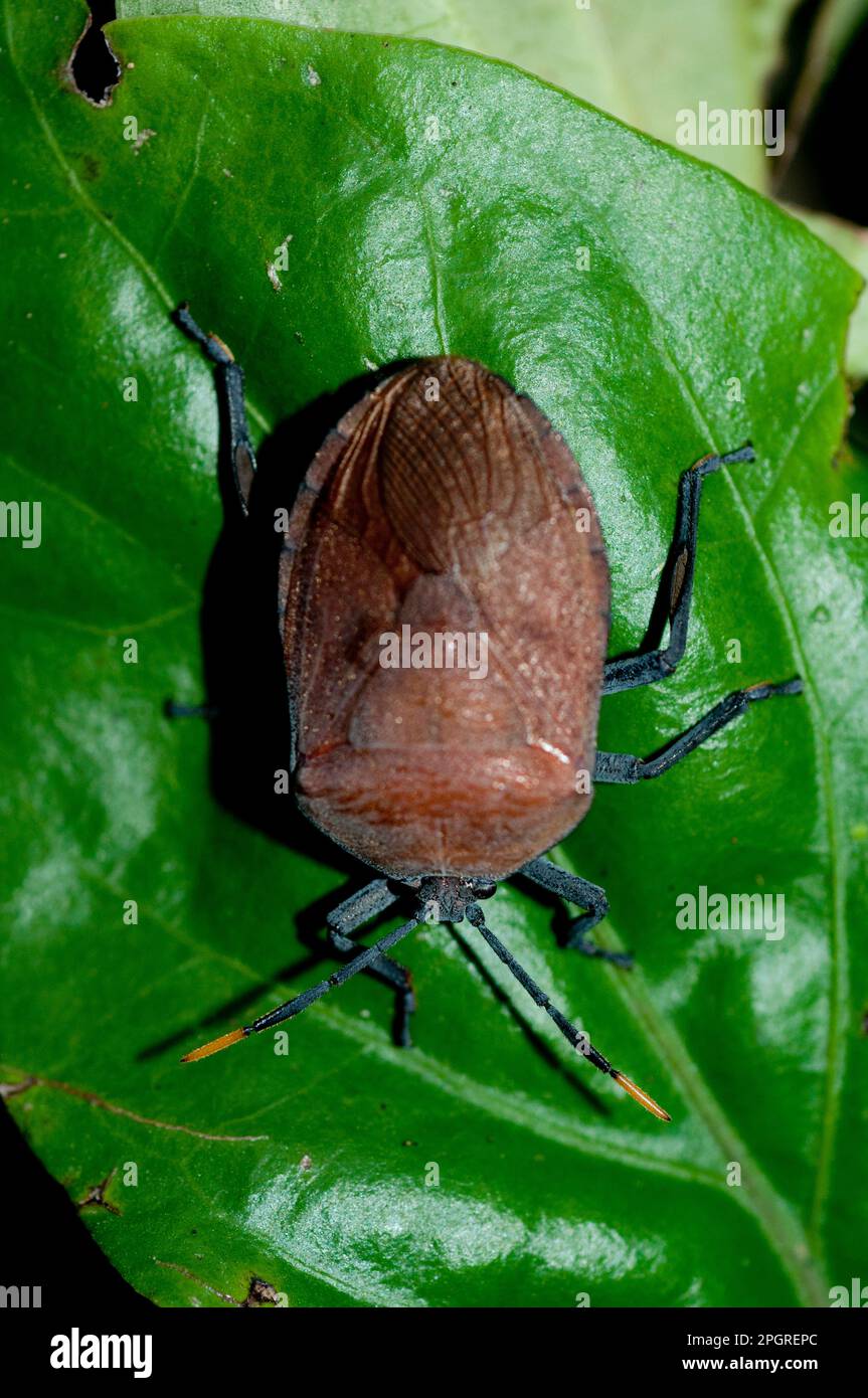 Stink bug pentatomidae sp hi-res stock photography and images - Alamy