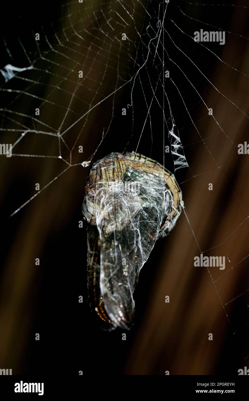 Spider aranaea order hi-res stock photography and images - Alamy