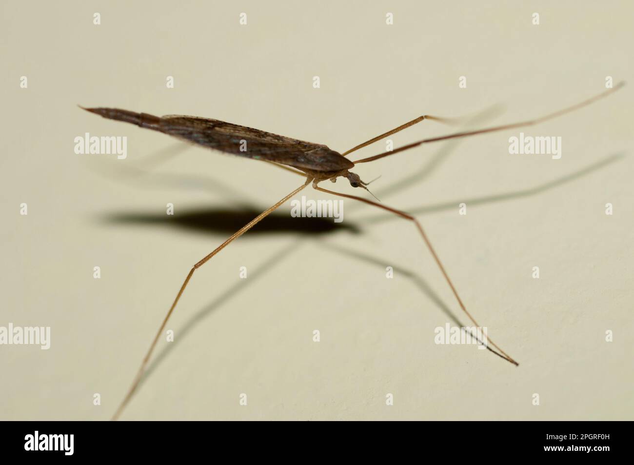 Hemiptera heteroptera water strider hi-res stock photography and images ...