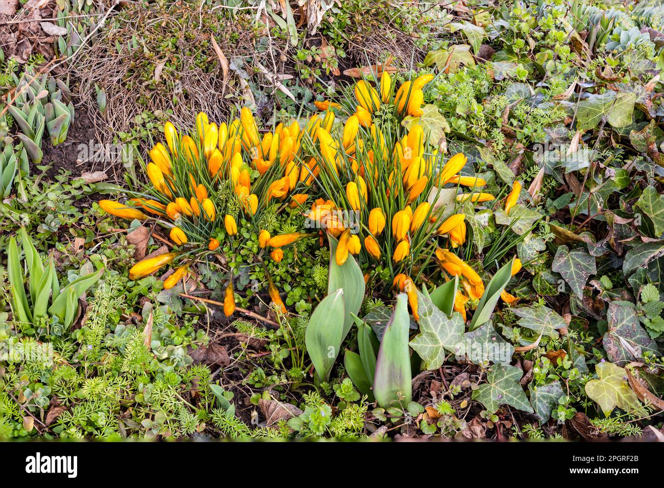 Bed with green plants and yellow crocuses in spring from half above ...