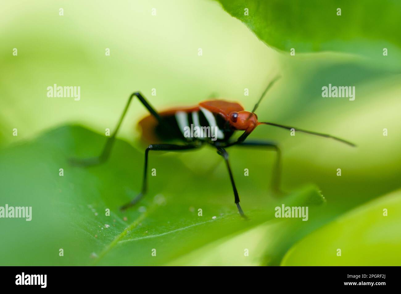 True bug dindymus sp hi-res stock photography and images - Alamy