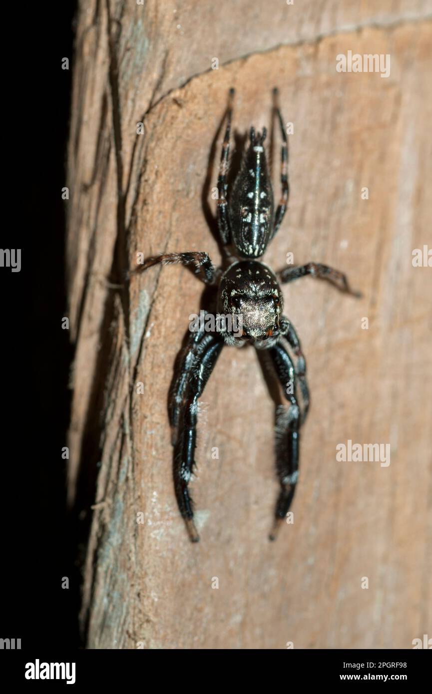 Bavia hi-res stock photography and images - Alamy