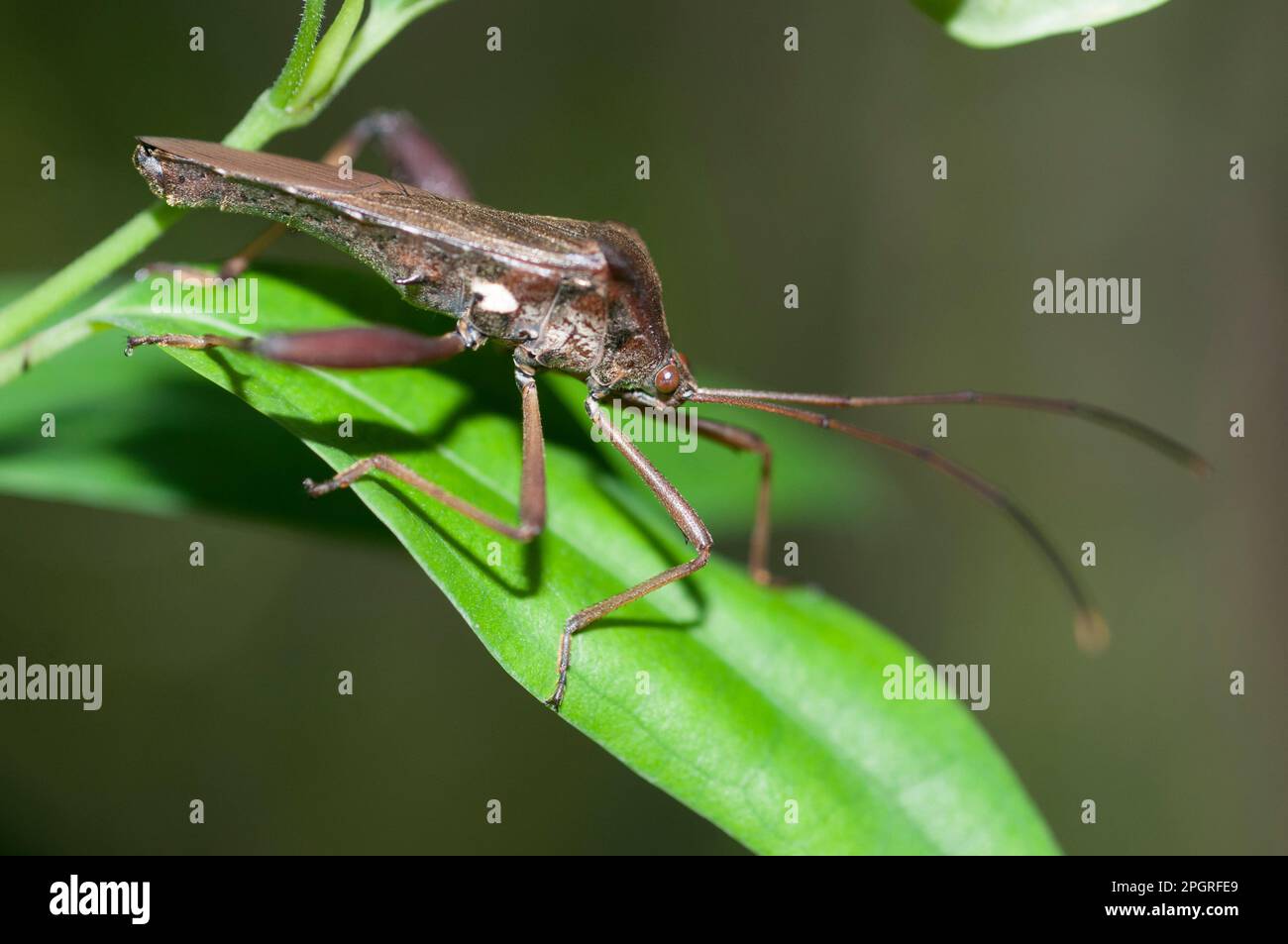 Leaf footed bug coreidae family hi-res stock photography and images - Alamy