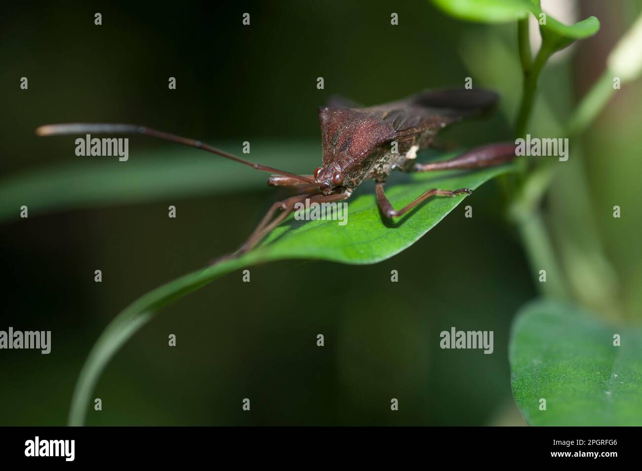 Leaf footed bug coreidae family hi-res stock photography and images - Alamy