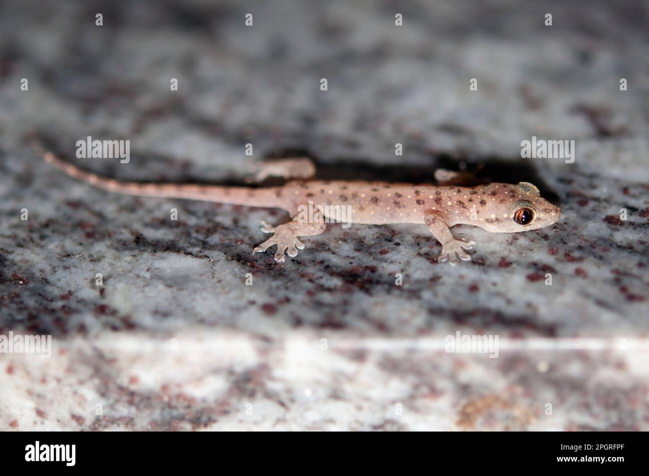 Four clawed gecko hi-res stock photography and images - Alamy