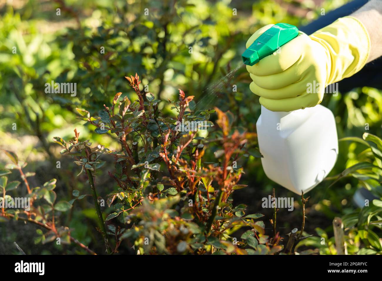 Treatment of roses from pests, aphids and fungi. Remedy for roses from ...