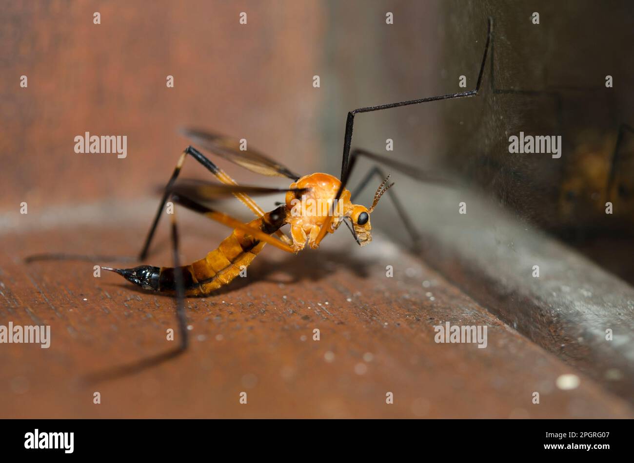 Crane Fly, Ctenophora sp, with coloration to mimic wasp against window ...